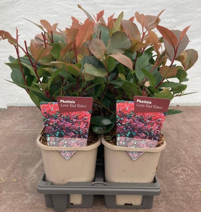 Photinia 'Little Red Robin' | Green Solutions