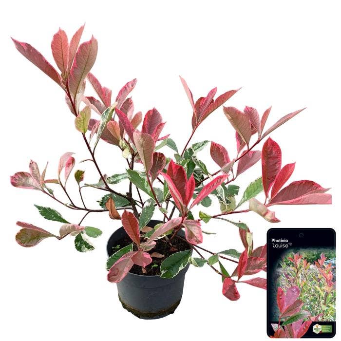Photinia 'Louise' | Green Solutions