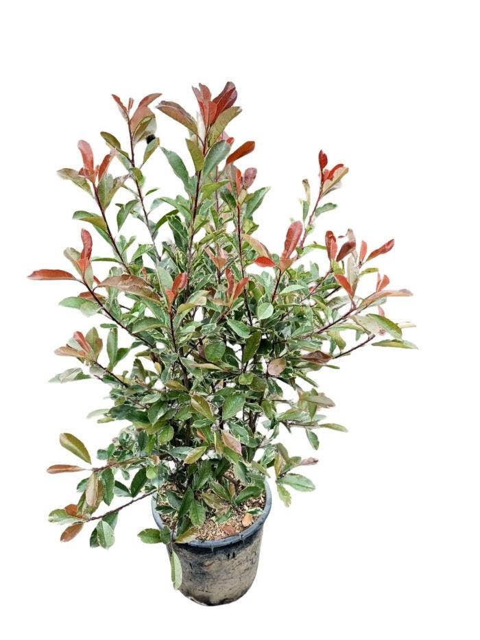 Photinia 'Pink Marble' | Green Solutions