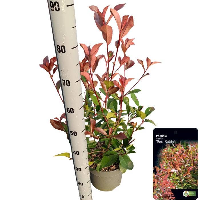 Photinia 'Red Robin' | Green Solutions