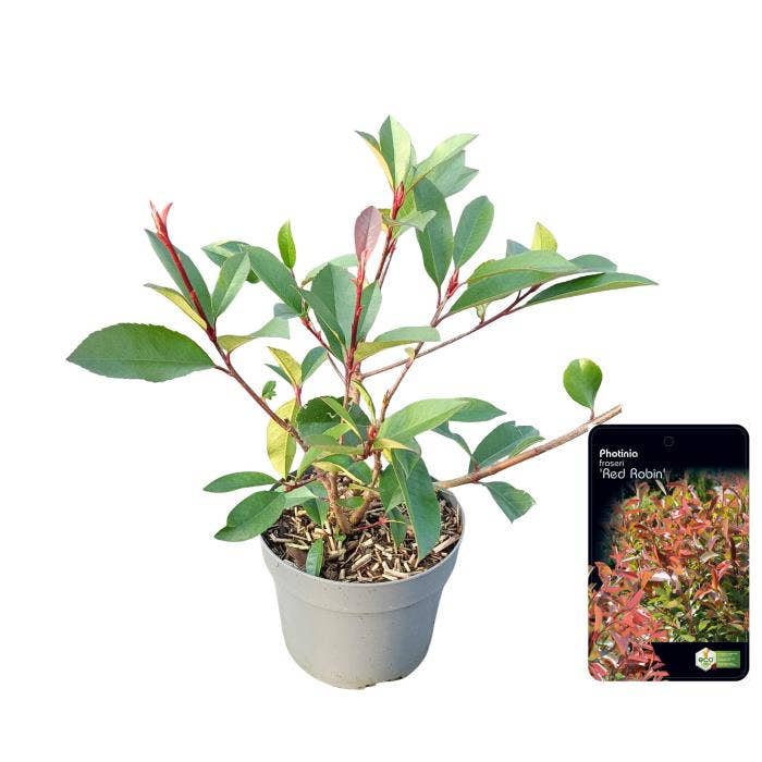 Photinia 'Red Robin' | Green Solutions