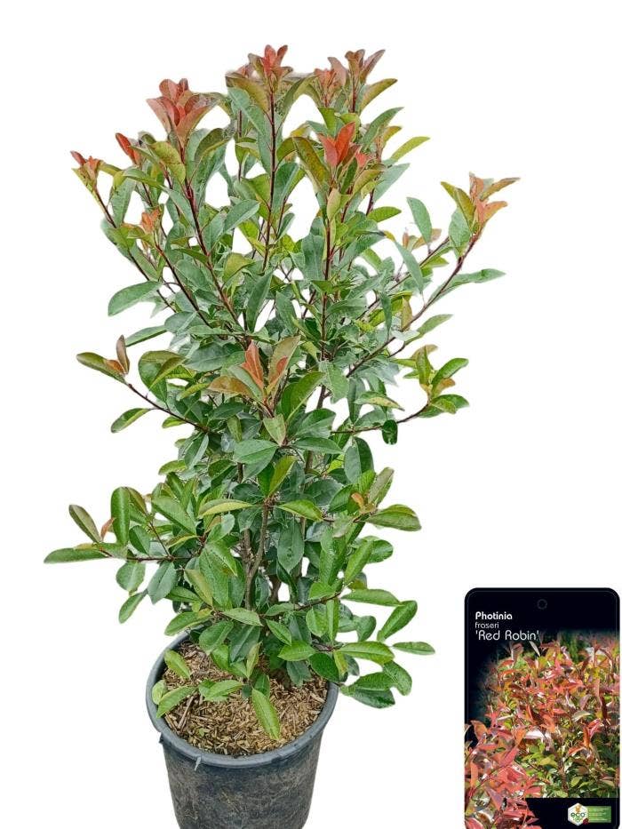 Photinia 'Red Robin' | Green Solutions