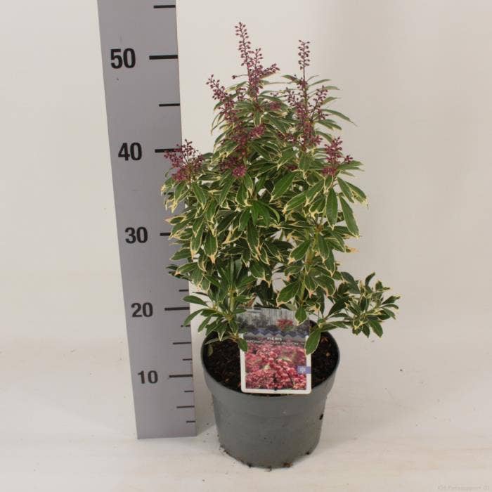 Pieris jap. 'Polar Passion' | Green Solutions