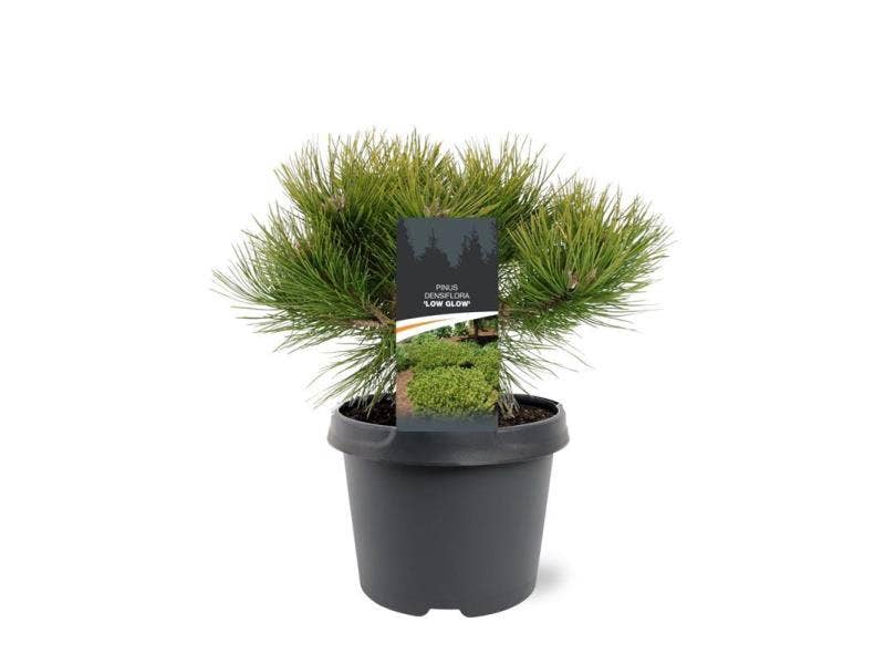 Pinus dens. 'Low Glow' | Green Solutions