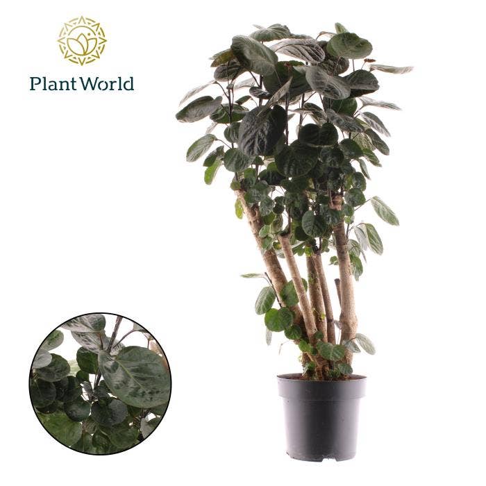 Polyscias Fabian | Green Solutions