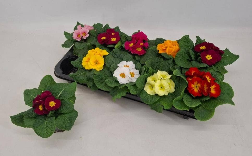 Primula acaulis | Green Solutions
