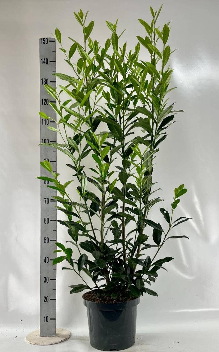 Hardy - Outdoor plants - Products | Green Solutions