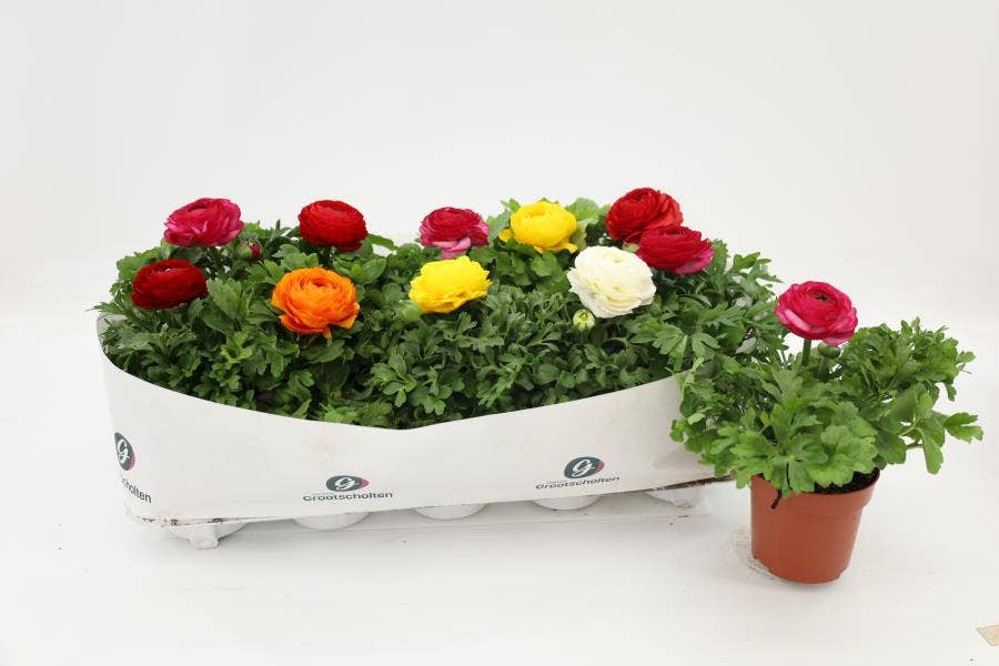 Ranunculus 'Sprinkles' | Green Solutions