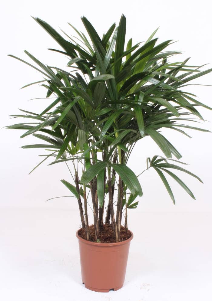 Rhapis excelsa | Green Solutions