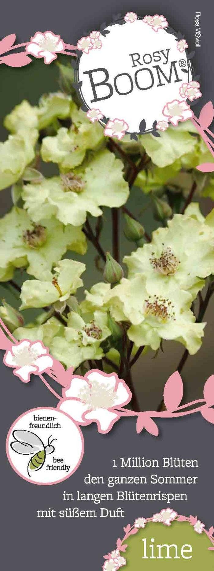 Rosa Lime | Green Solutions