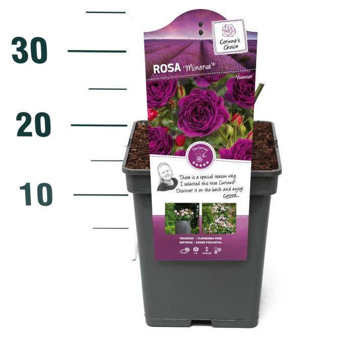 Rosa 'Minerva' | Green Solutions