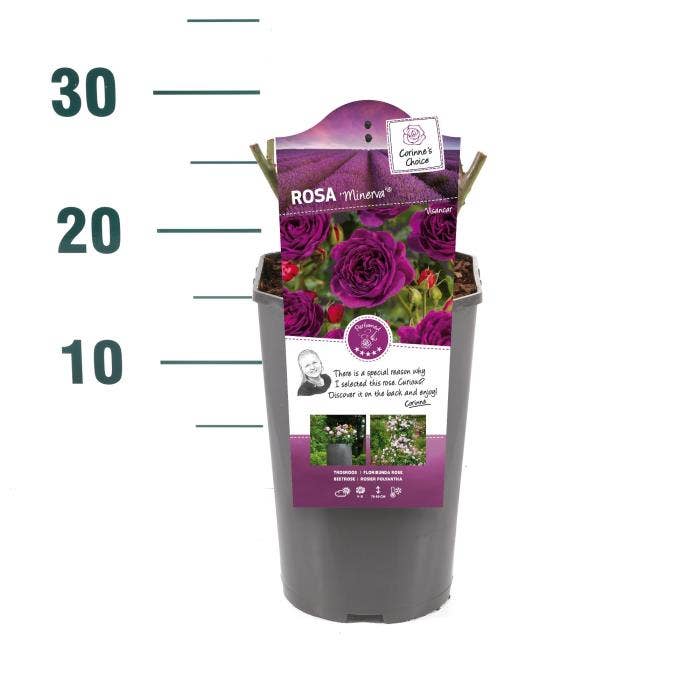 Rosa 'Minerva' | Green Solutions