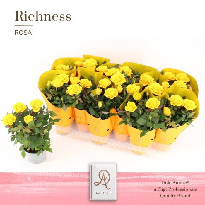 Rosa yellow | Green Solutions