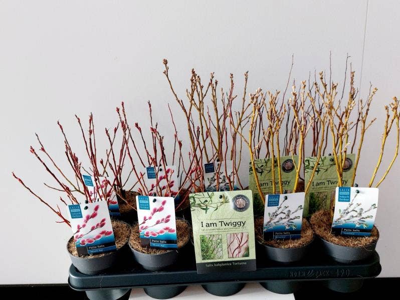 Salix | Green Solutions