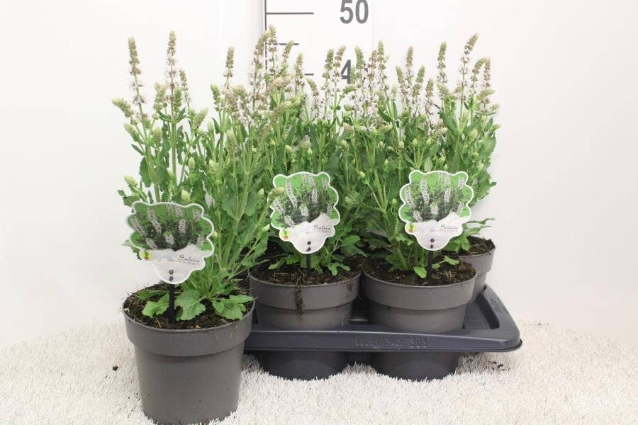 Salvia nem. 'Salute White' | Green Solutions