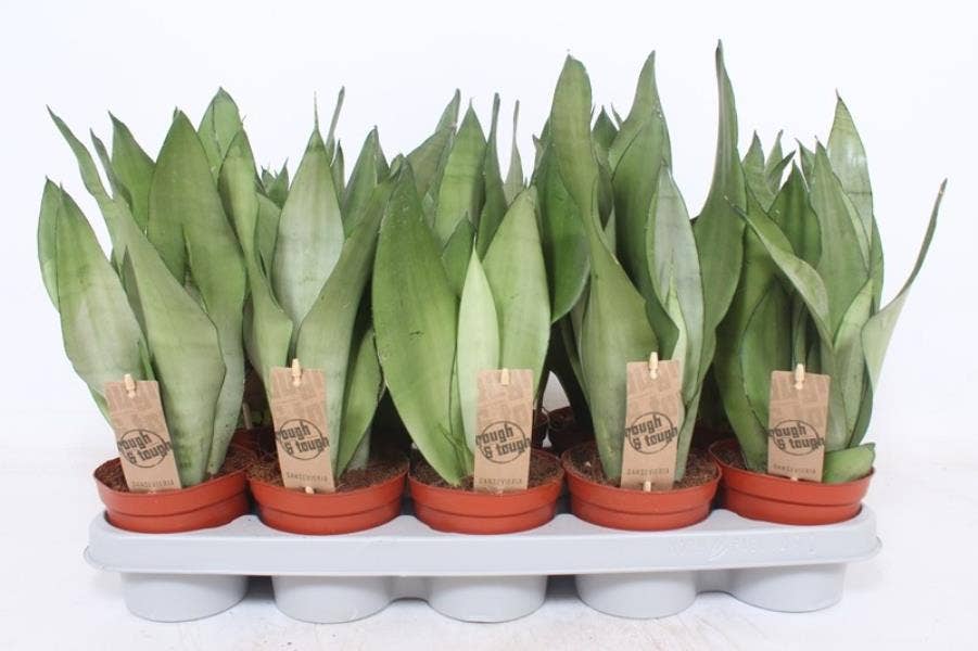 Sansevieria trif. Moonshine | Green Solutions