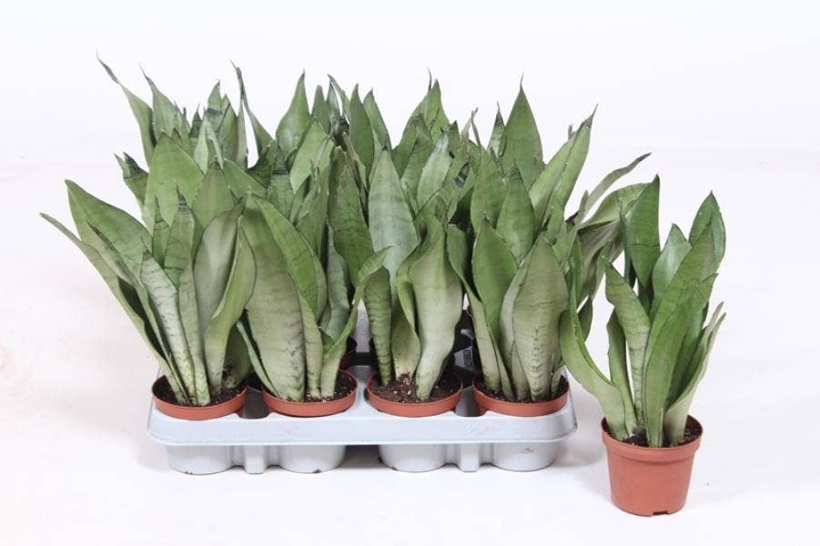 Sansevieria trif. Moonshine | Green Solutions