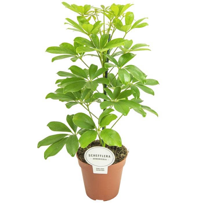 Schefflera arb. Nora | Green Solutions