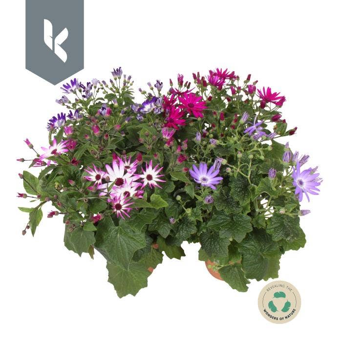 Senetti Pericallis | Green Solutions