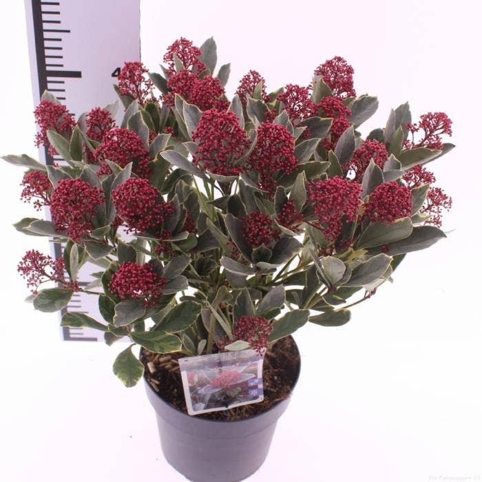 Skimmia jap. 'Perosa' | Green Solutions