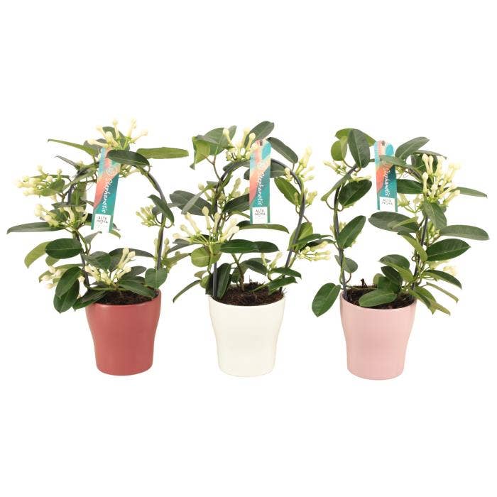 Stephanotis floribunda in Anna | Green Solutions
