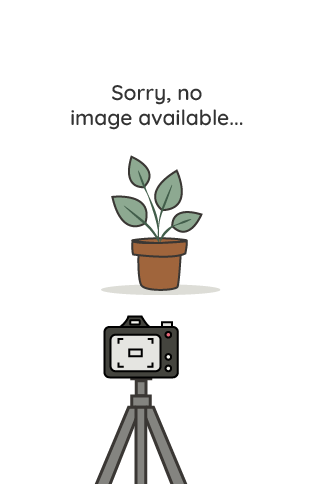 Succulents & Cacti - Indoor plants - Products | Green Solutions