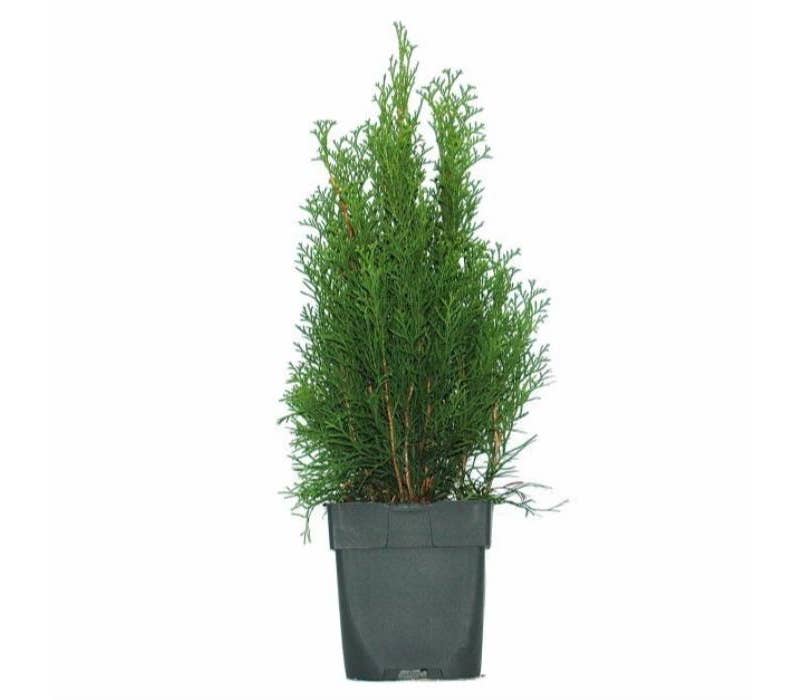 Thuja Occ Smaragd Green Solutions