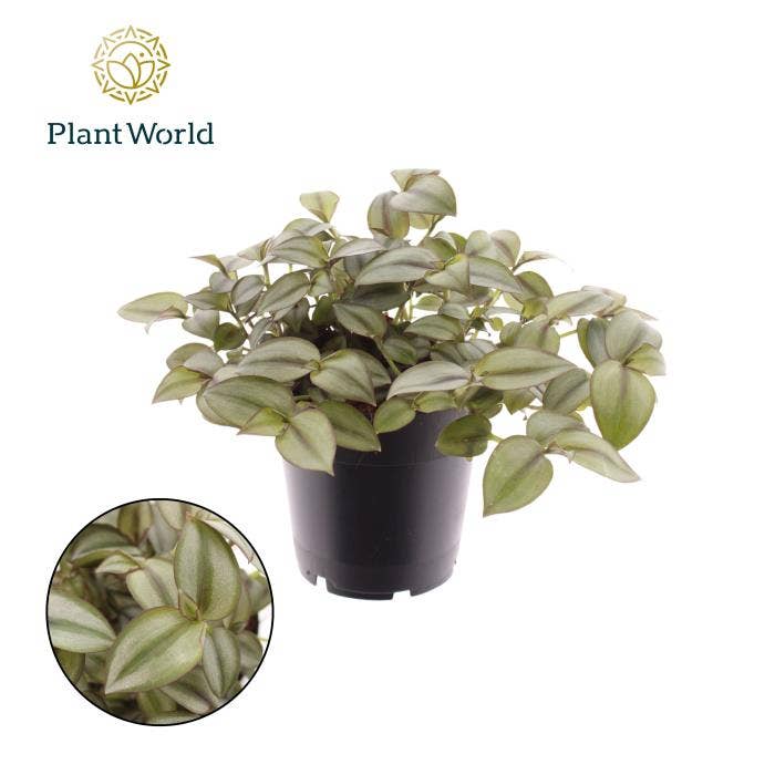 Tradescantia Silver Compacta | Green Solutions