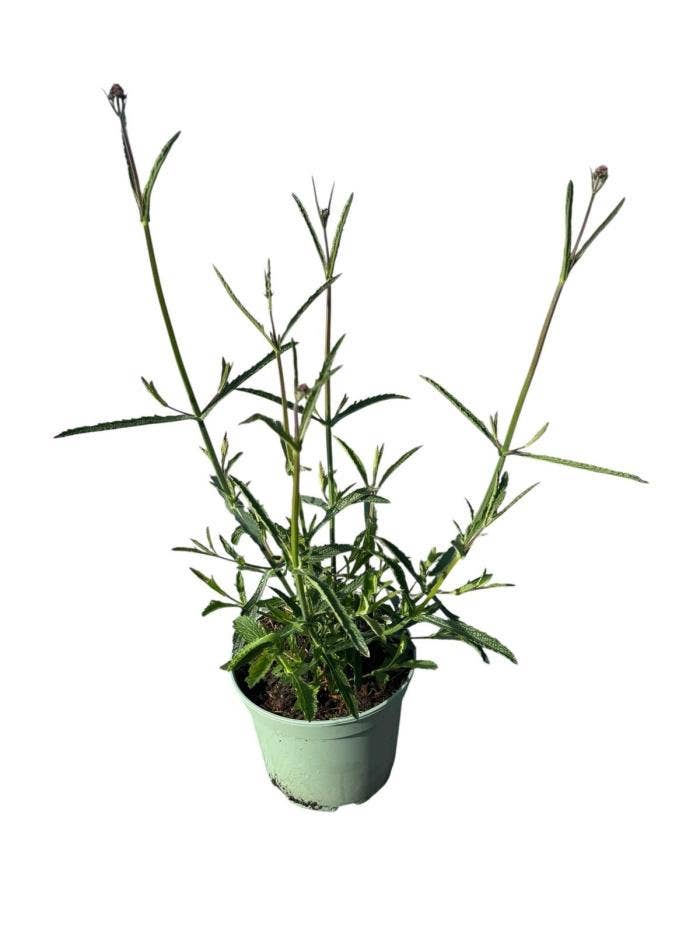 Verbena bonariensis | Green Solutions