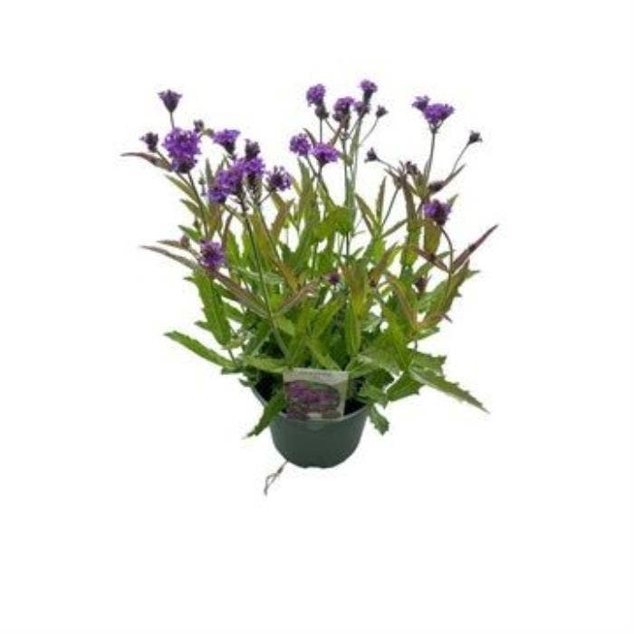 Verbena Rigida 'Venosa' | Green Solutions