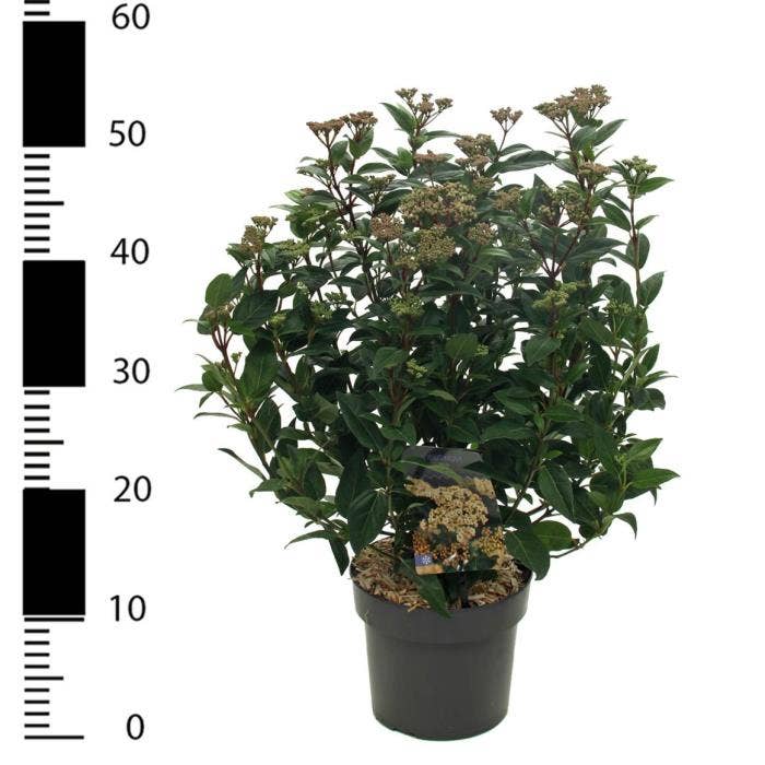 Viburnum tinus | Green Solutions