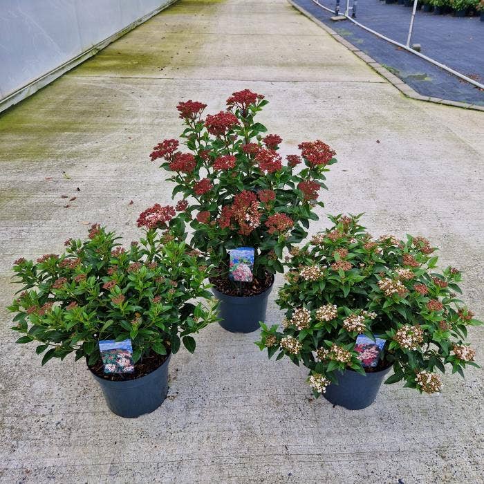 Viburnum tinus | Green Solutions