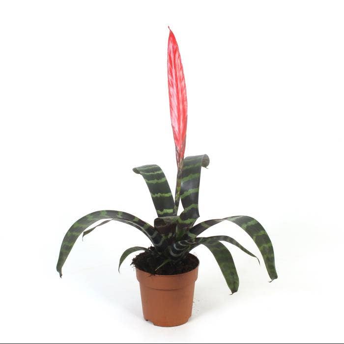 Vriesea Era | Green Solutions