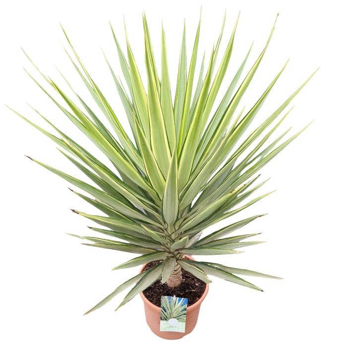 Yucca elephantipes 'Jewel' | Green Solutions