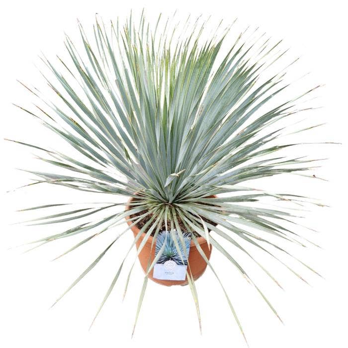 Yucca rostrata | Green Solutions