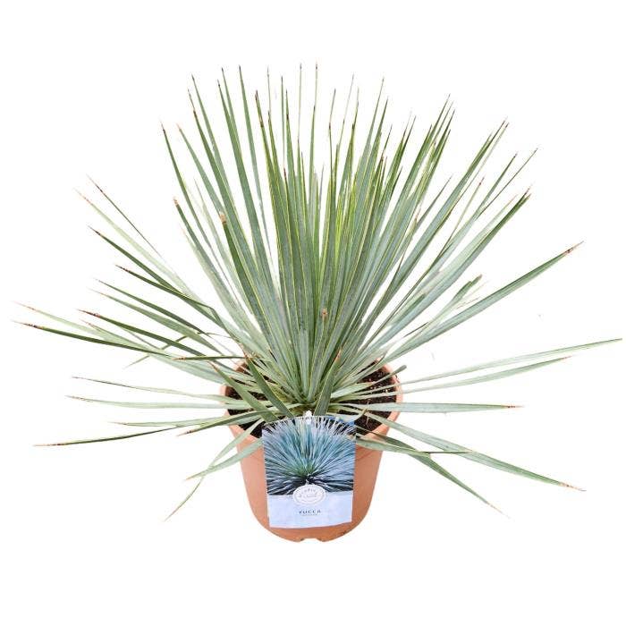 Yucca rostrata | Green Solutions