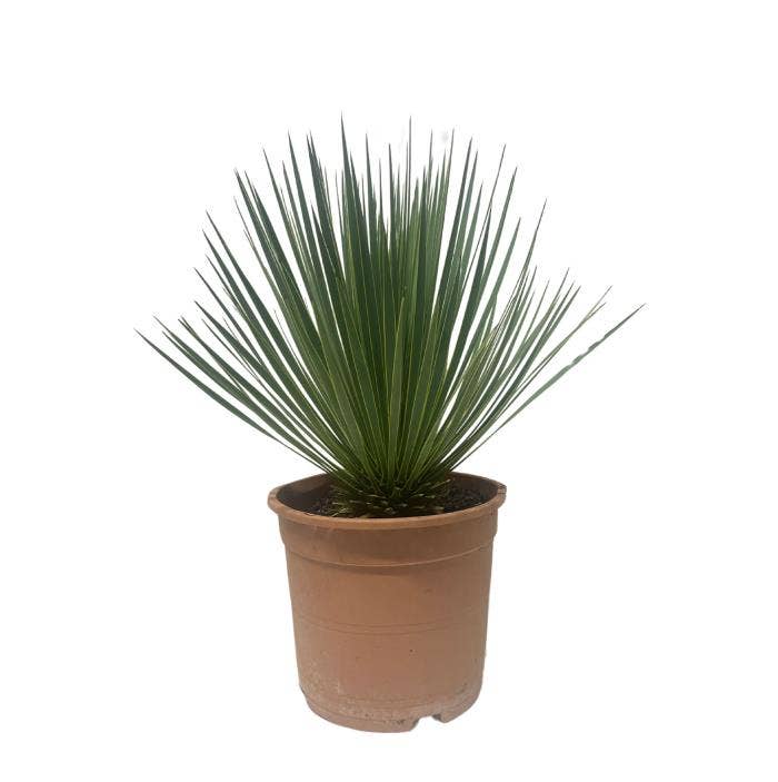 Yucca Rostrata | Green Solutions